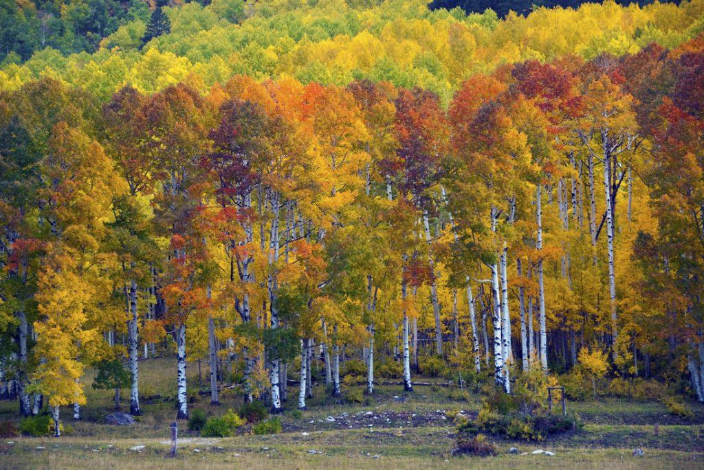 Colorado Fall Activities and Events-St. Mary's B & B