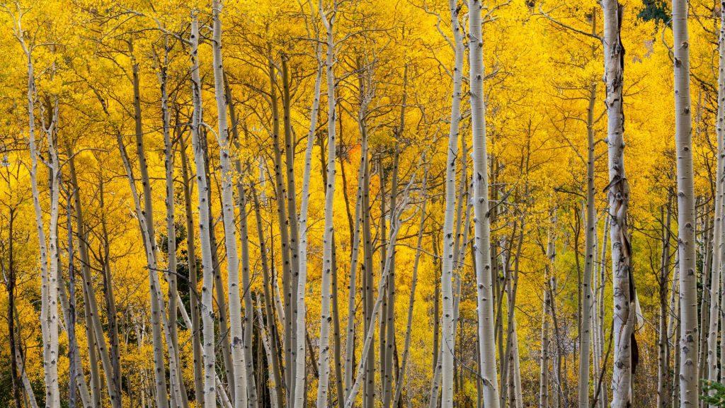 Experience Fall Foliage in Southern Colorado: Top Destinations